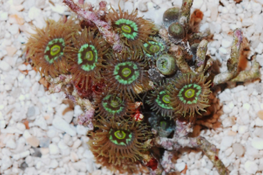 Double Colored Zoanthids - Caribbean Collected - Zoanthus spp.